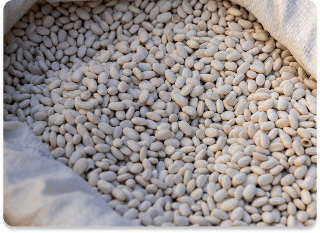 Home | Emirates Sesame Factory